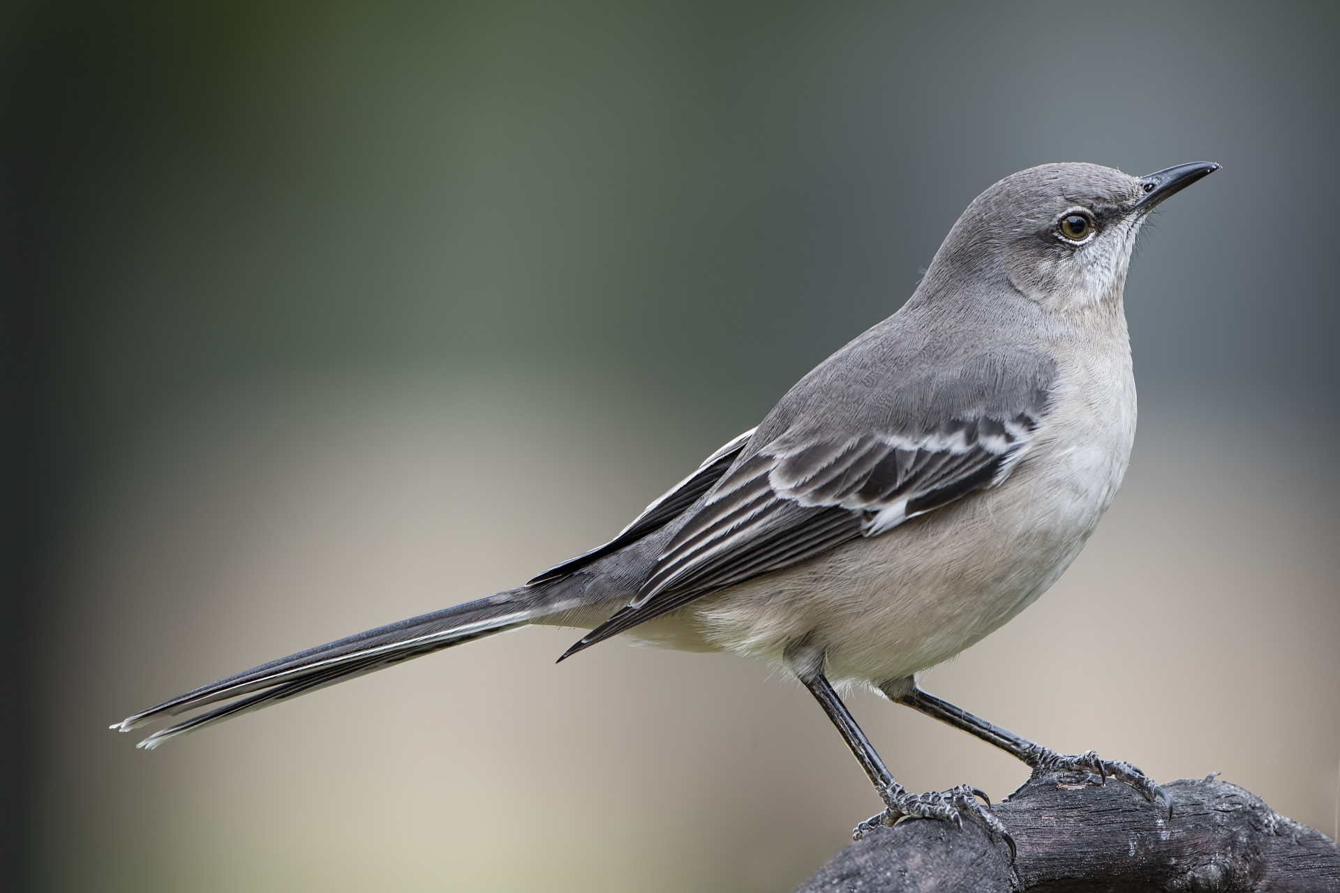 30 animals with surprisingly human traits