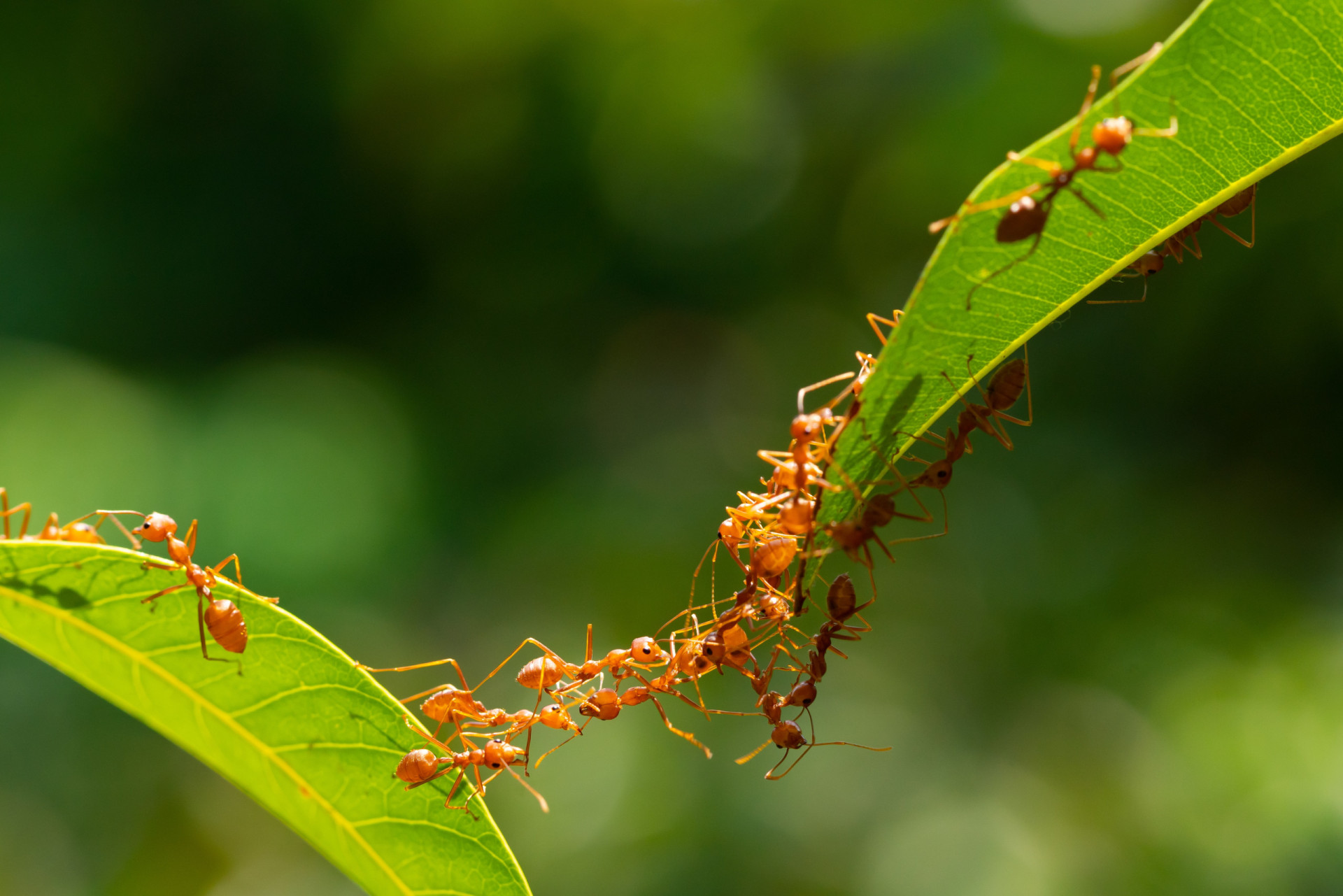 30 animals with surprisingly human traits