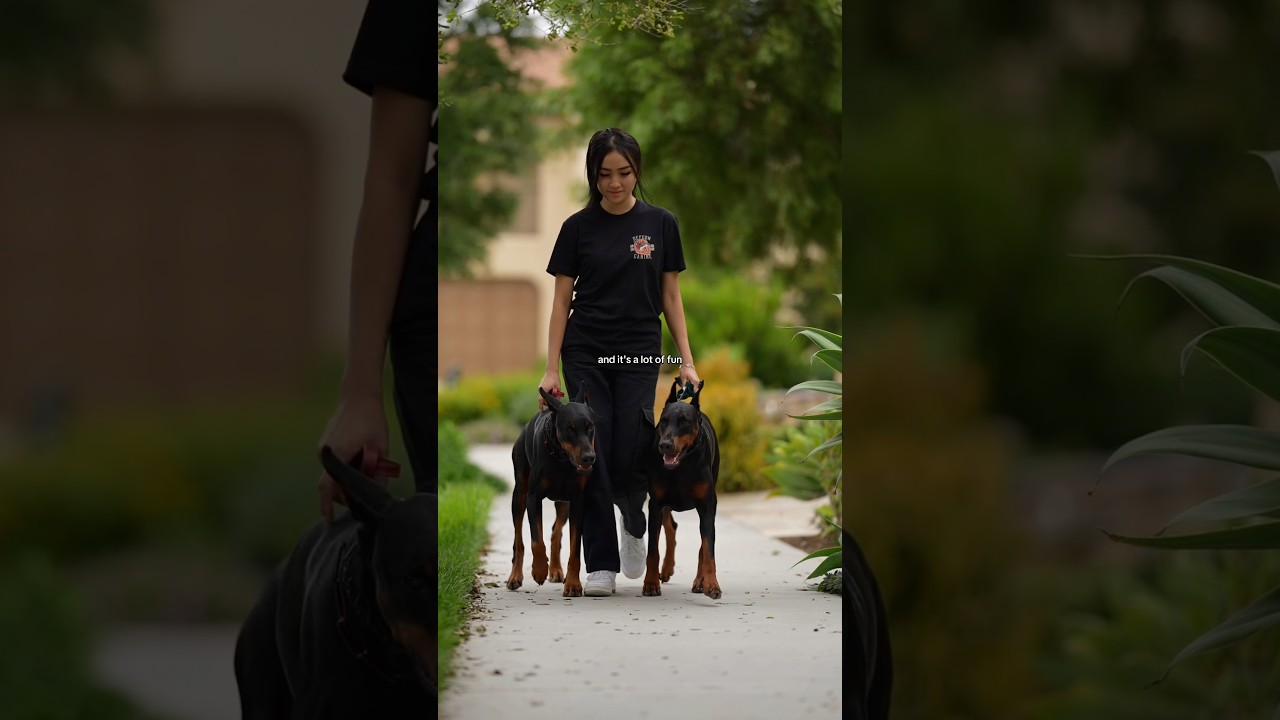 Expert owners share vital advice for every Doberman parent