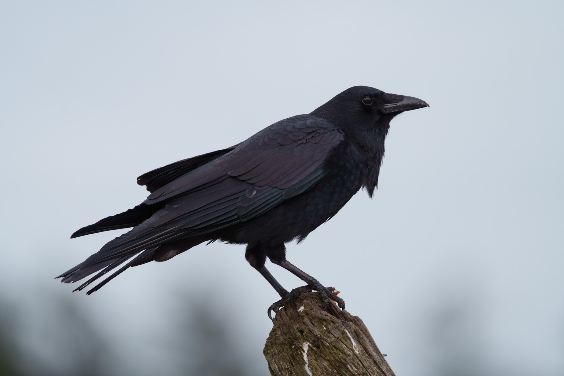 30 animals with surprisingly human traits