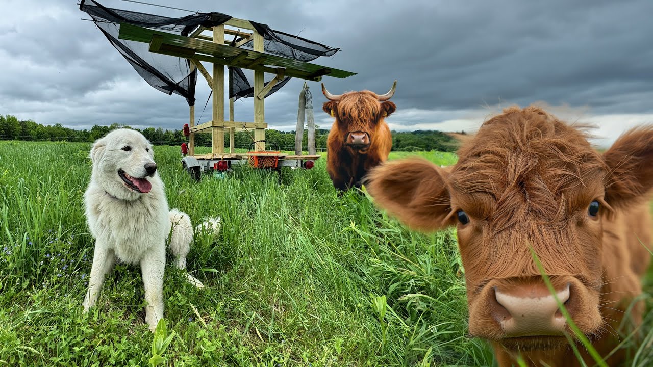 How to Make Cattle Happy – The Secrets to a Content Herd