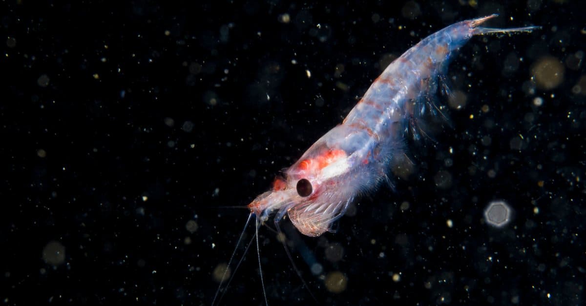 What Do Krill Eat? Food for Tiny Crustaceans
