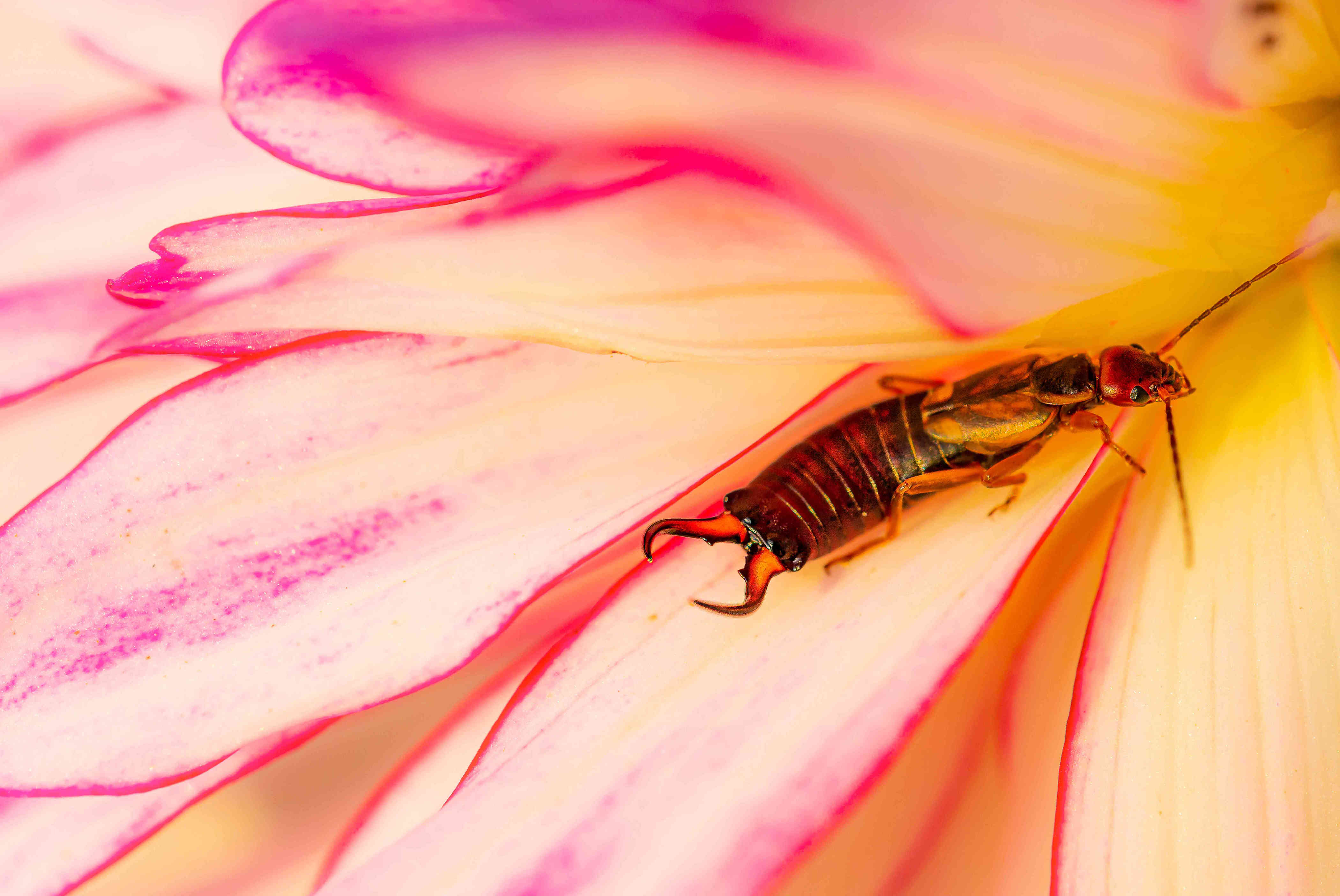 How to Get Rid of Earwigs