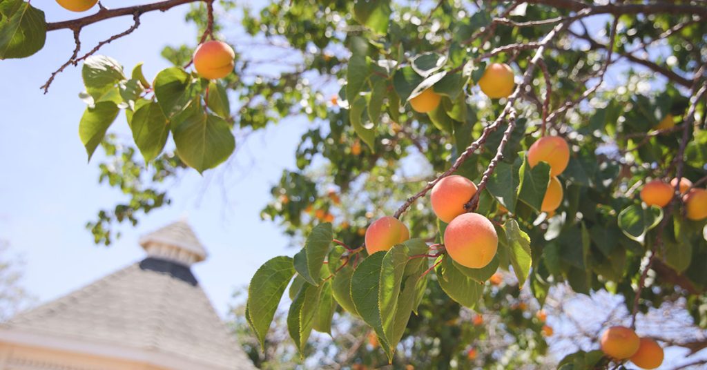 10 Signs Your Peaches Are Ready To Be Harvested
