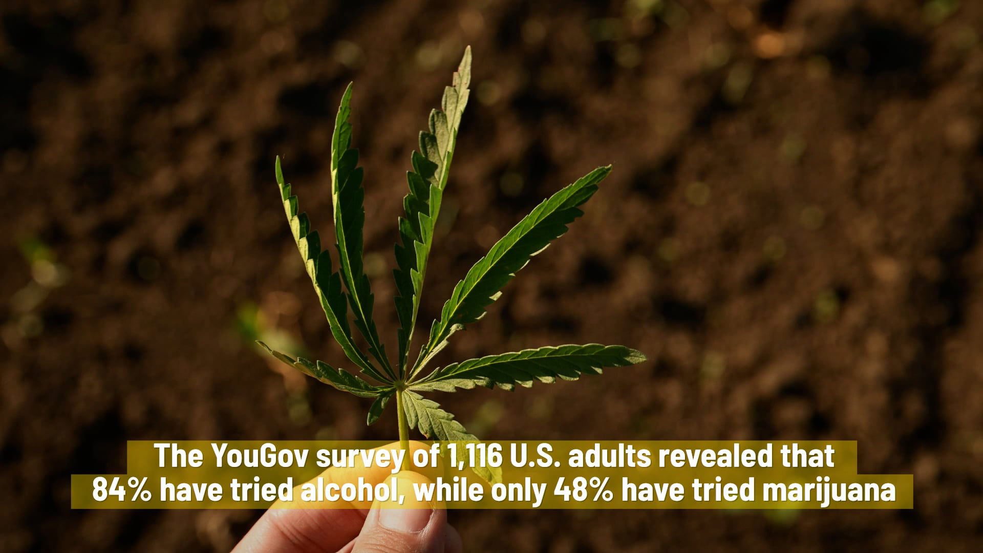 More Americans Smoke Marijuana Daily Than Drink Alcohol More Americans Smoke Marijuana Daily Than Drink Alcohol