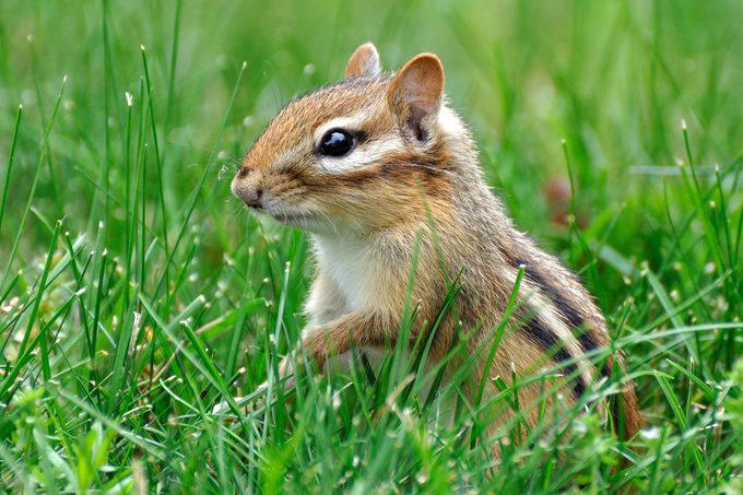 9 Worst Garden Pests and How to Get Rid of Them