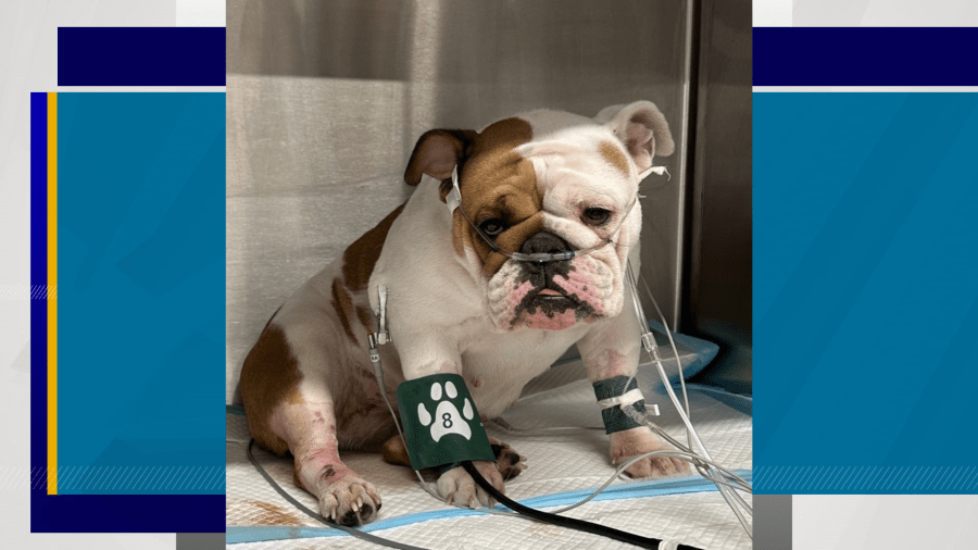 ‘Penalty does not fit the crime,’ in the animal cruelty case of ‘Reba ...