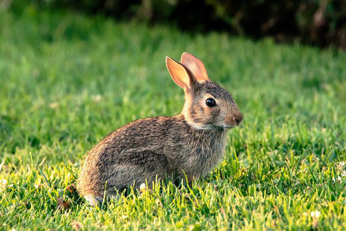 9 Worst Garden Pests and How to Get Rid of Them