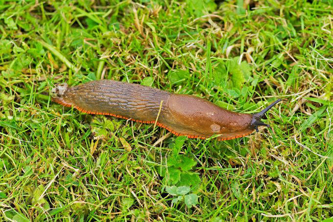 9 Worst Garden Pests and How to Get Rid of Them