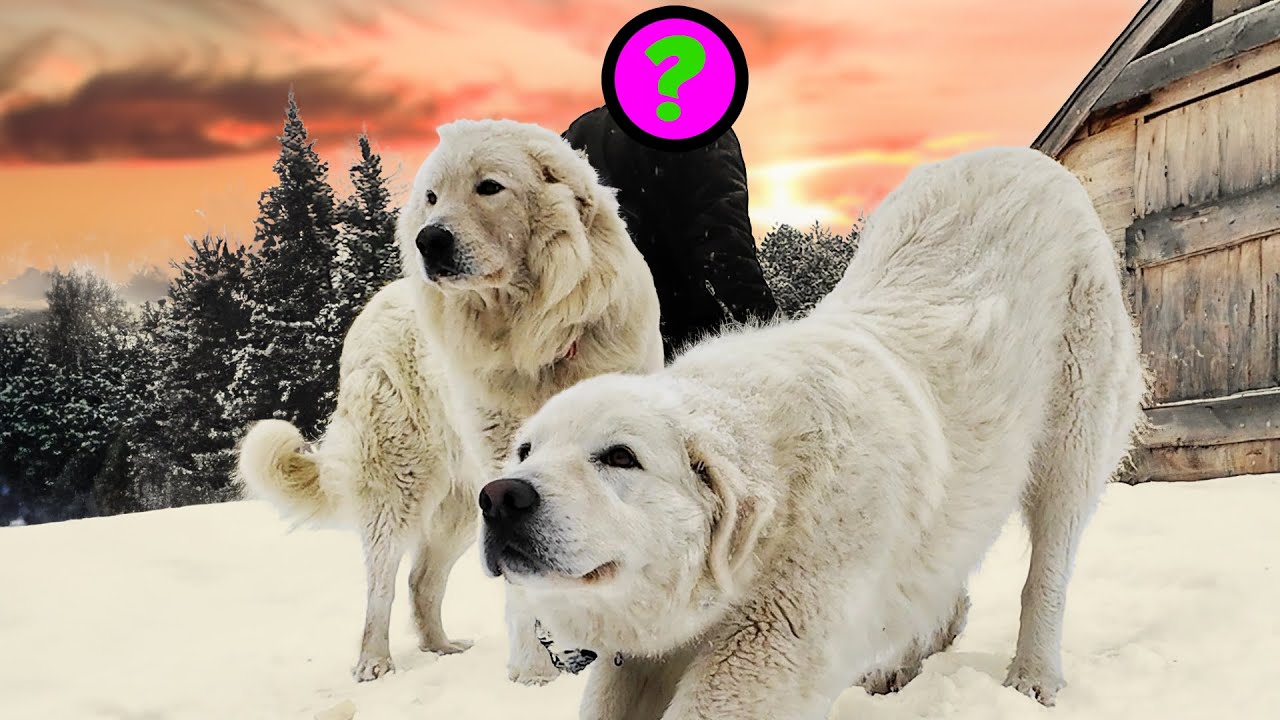 Who will handle the farm chores when the farmer is sick?