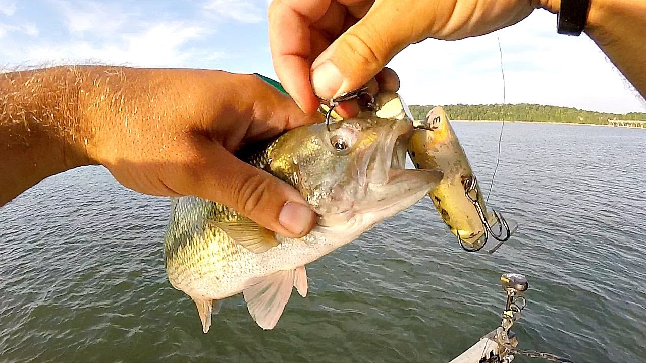 These Fish Are Massive Bass Fishing Power Plant Waters