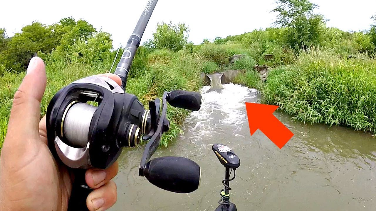 Wild New Fish Species Discovered in Local Waters