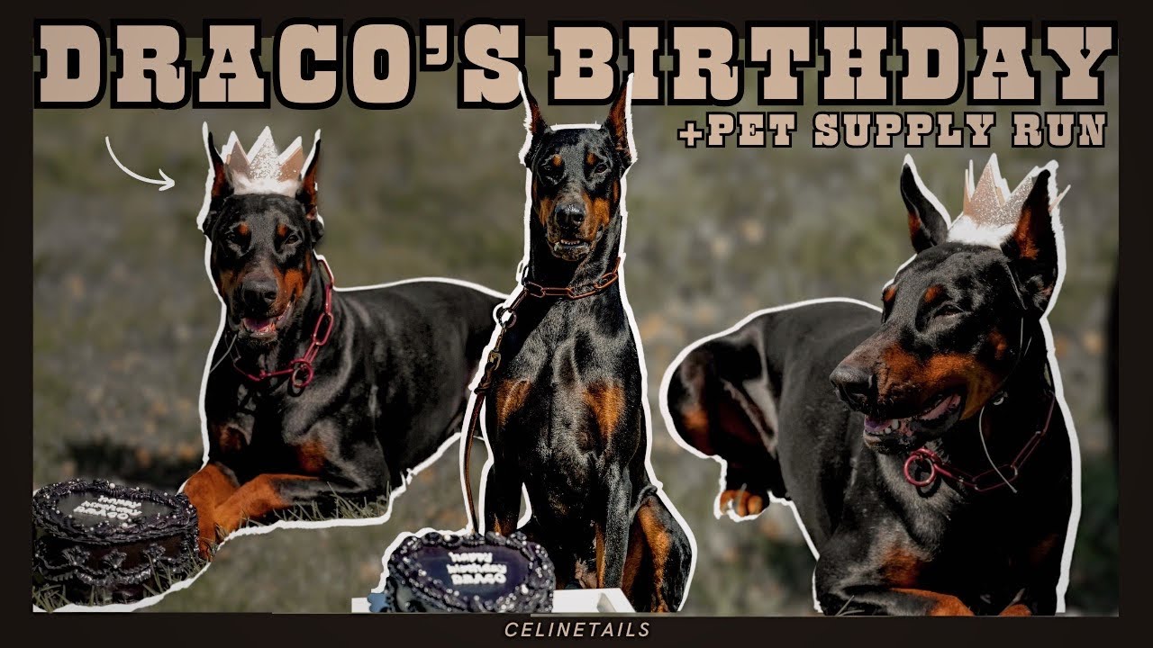 Buying every toy my Doberman touched at store