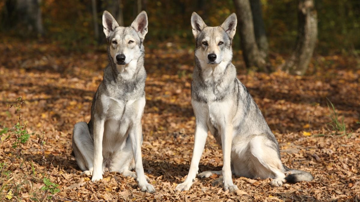 Wolf or Dog? These 10 Breeds Always Have People Guessing