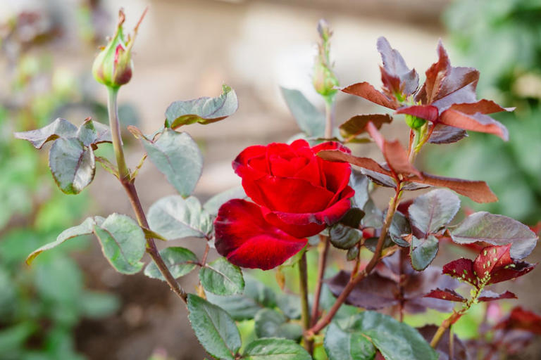 Doing this will help your roses thrive this summer, according to a ...
