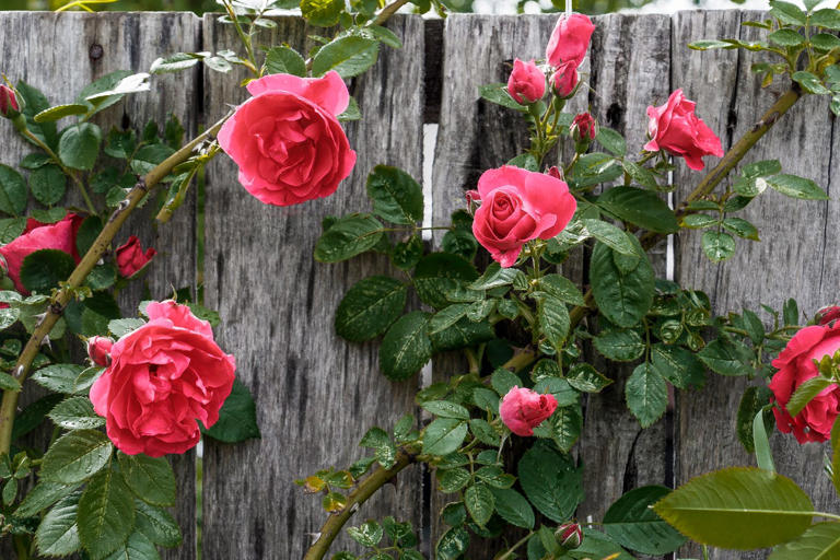 Doing this will help your roses thrive this summer, according to a ...