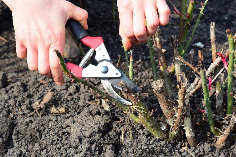 Doing this will help your roses thrive this summer, according to a ...