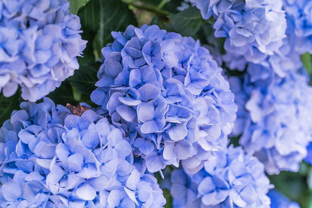 How to Change the Color of Your Hydrangeas
