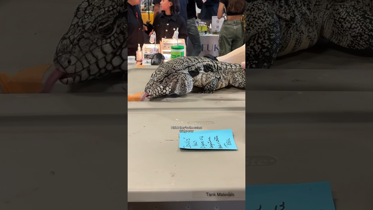 Excited rainfrog owner reveals a massive new reptile collection