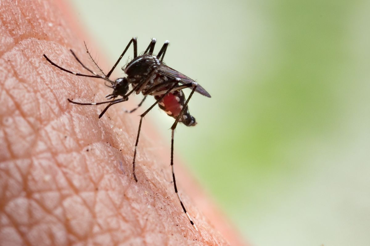 Nature’s sting operation: Yellow fever unmasked