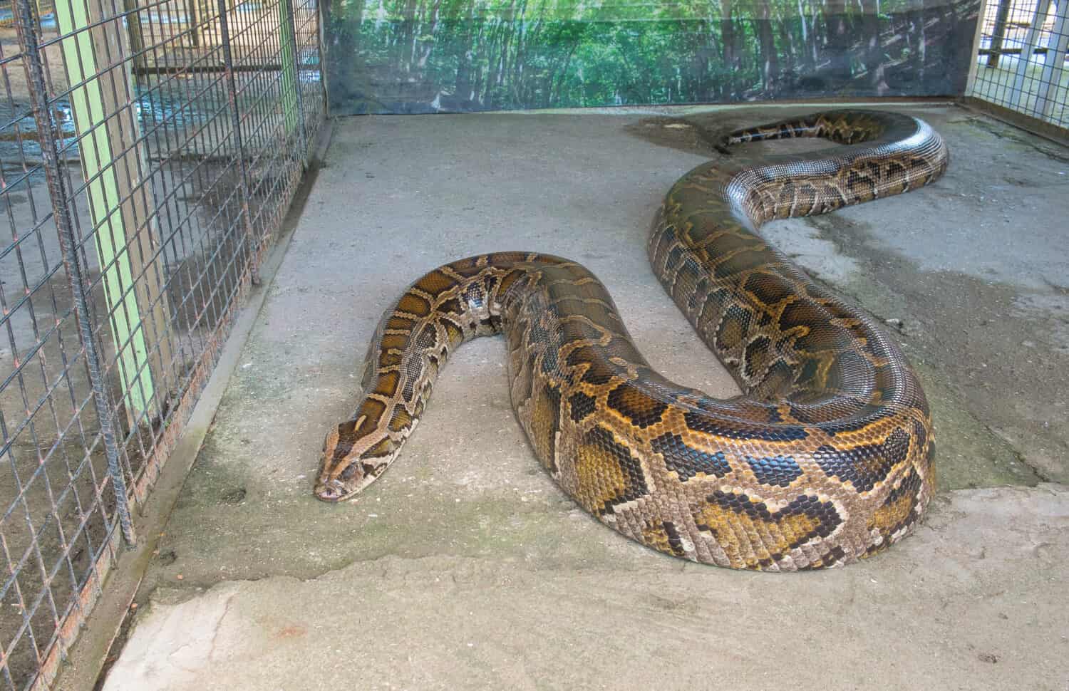 Snakes That Can Swallow a Whole Human