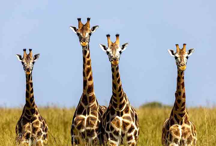 Curiosidades sobre as girafas: surpreenda-se com peculiaridades que vão ...