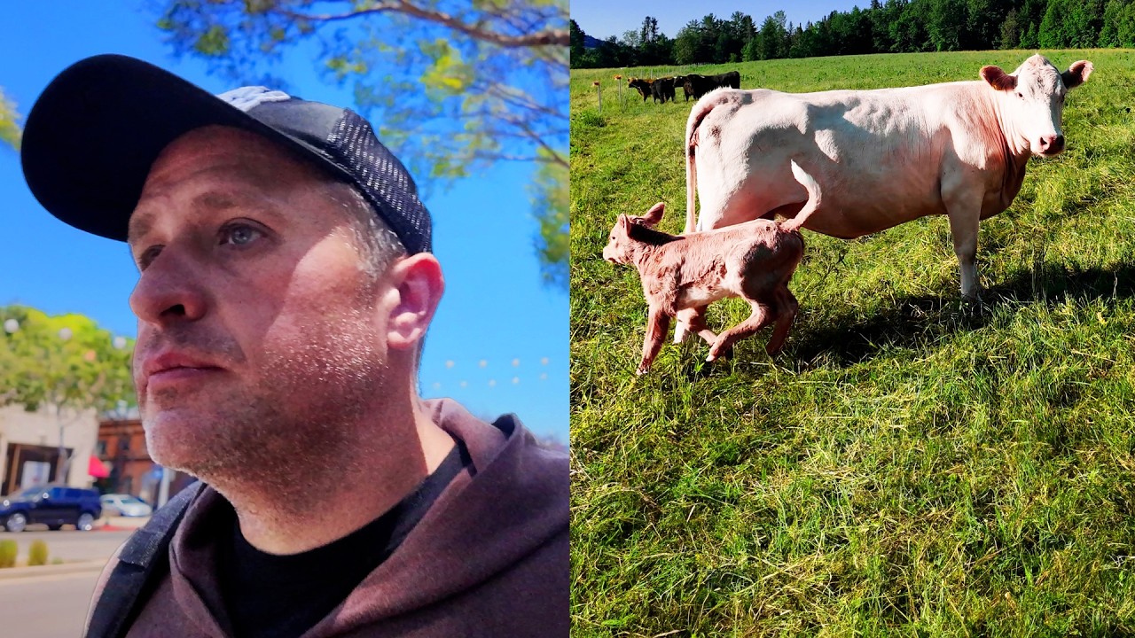 A calf was born while I was 3,028 miles away