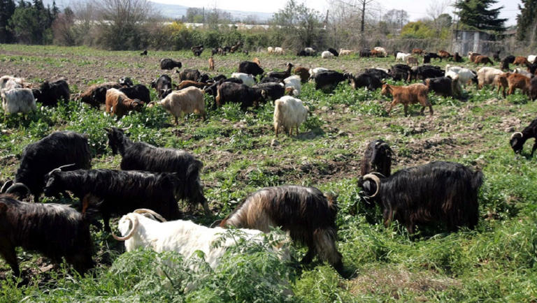Σε κατάσταση Ειδικής Κινητοποίησης η Κεφαλονιά λόγω κρούσματος ευλογιάς