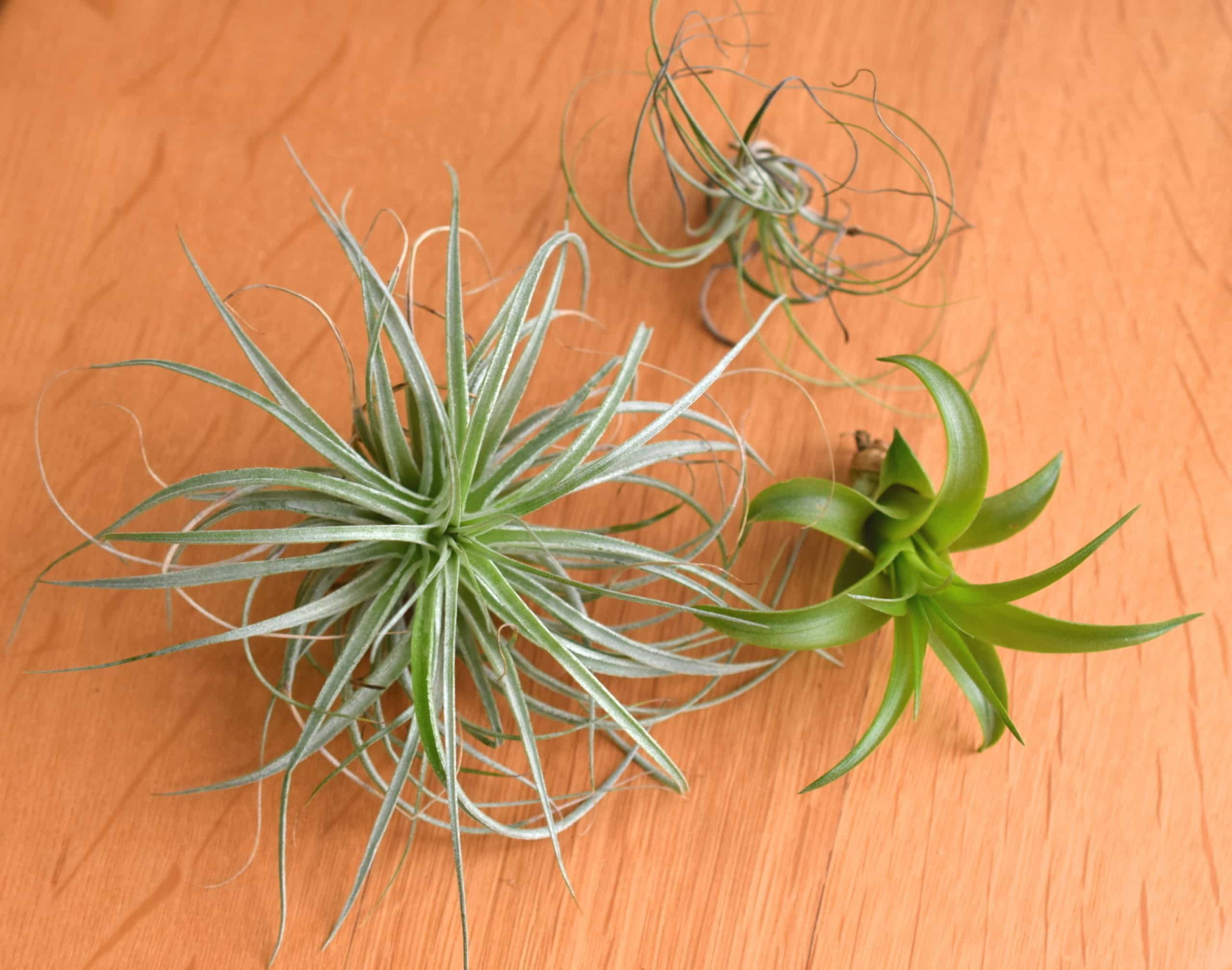 The best air plants for your home