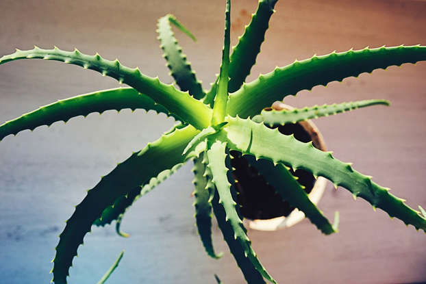 The Ultimate Guide for Growing and Caring for Aloe Vera Plants The Ultimate Guide for Growing and Caring for Aloe Vera Plants