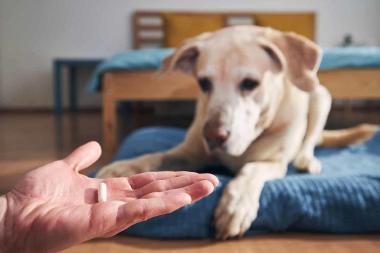 Drontal Dosage Chart For Cats Risks Side Effects Dosage And More