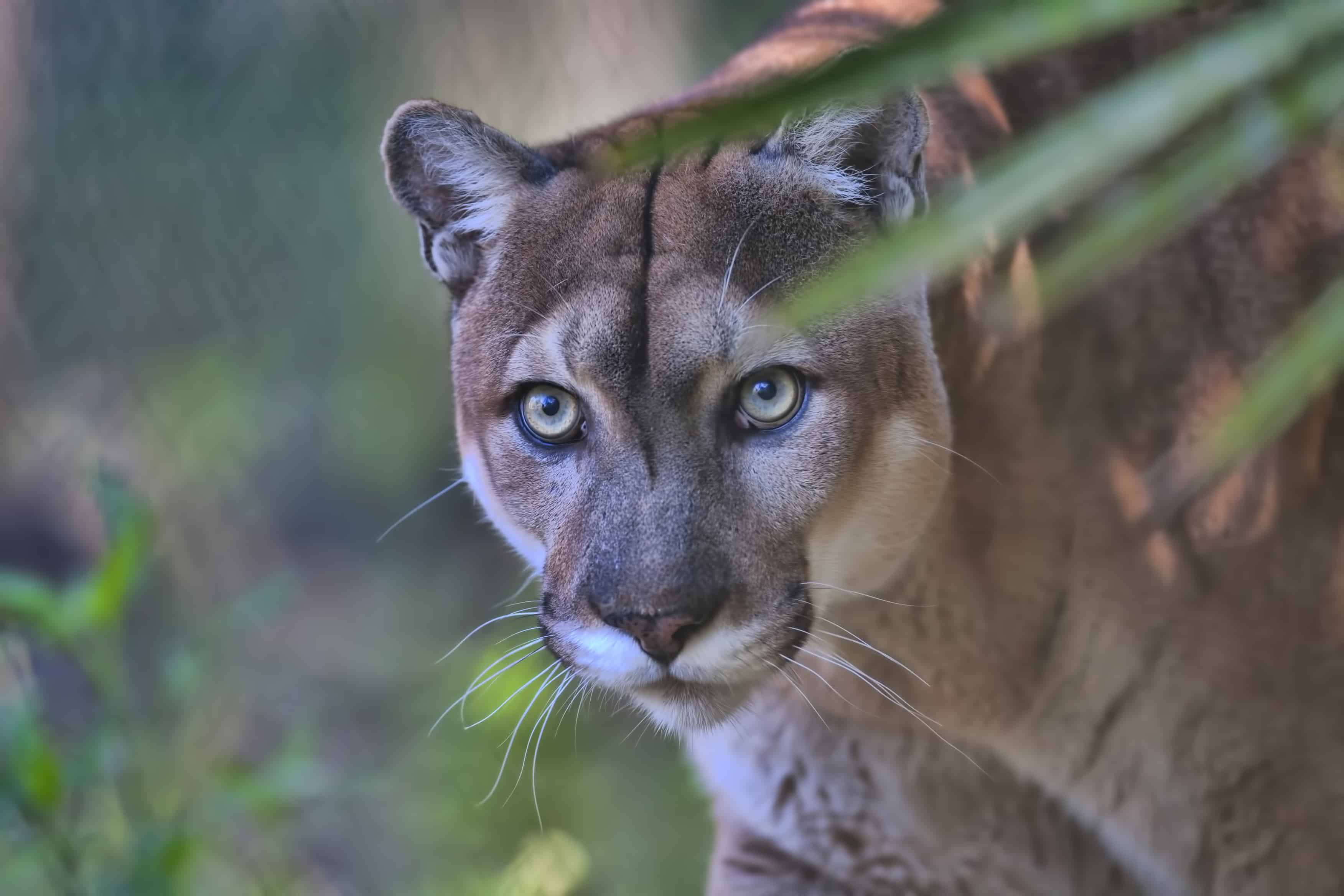 The walking ghost: How Florida’s kids saved the panther from extinction