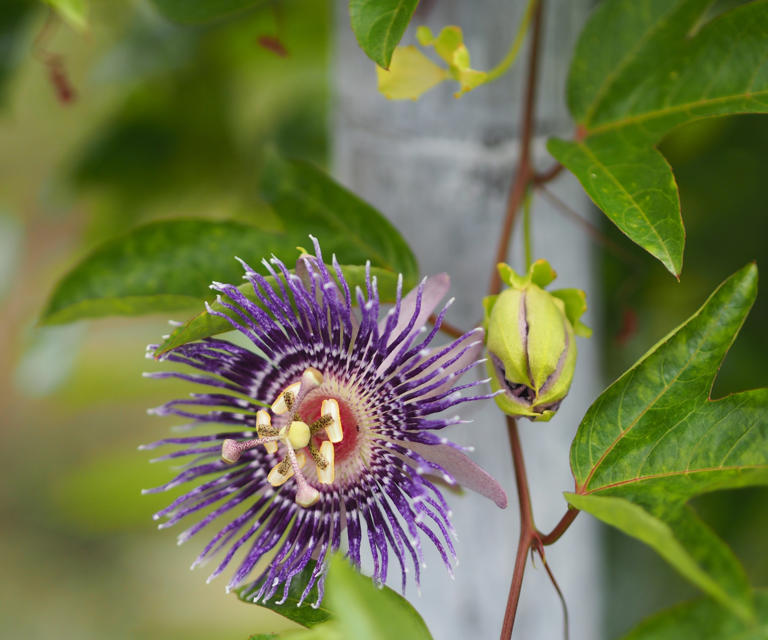 How to grow passion flowers in pots – the ultimate flowering vine that ...