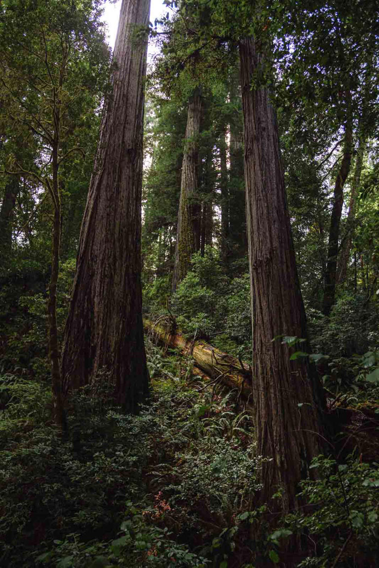 5 Peaceful Oregon Parks for a Weekend Nature Escape You’ll Love