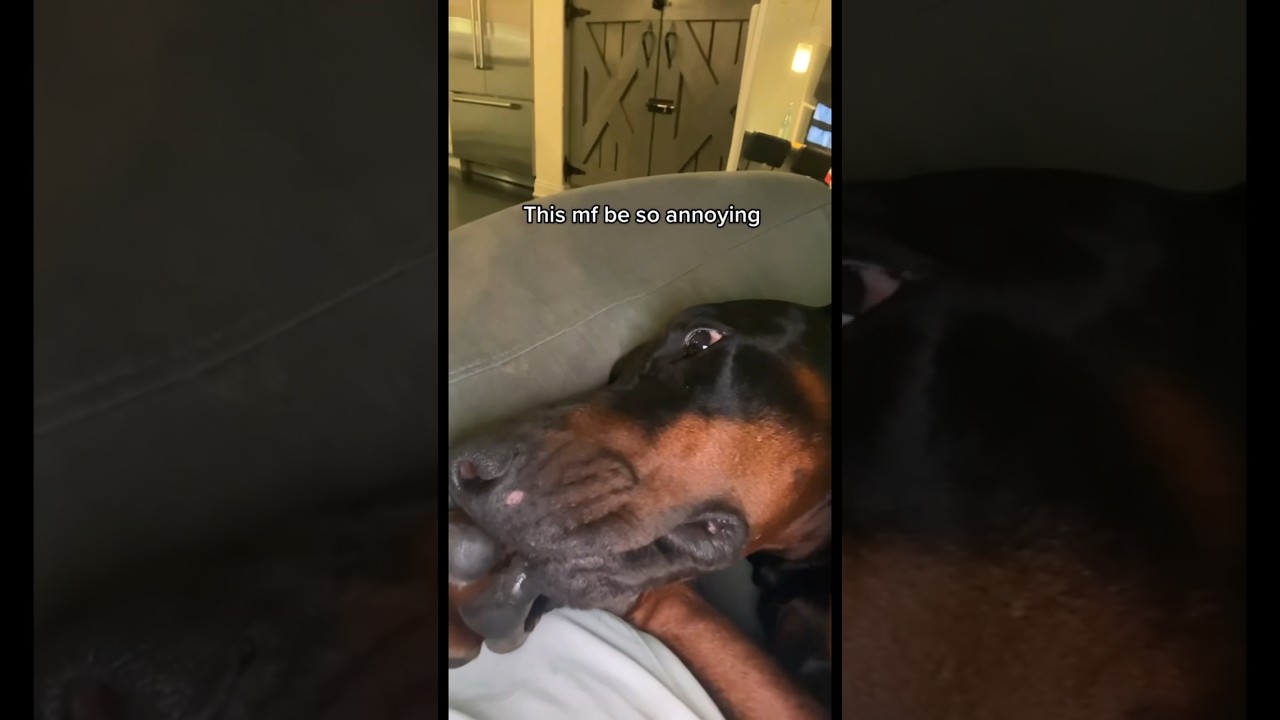 I can’t believe what my dog did to my ear