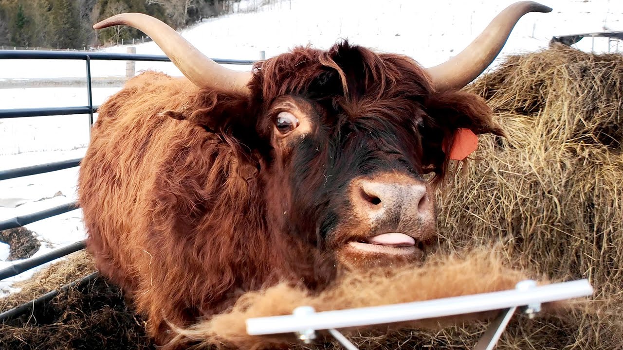 How I determine when my cows will calve