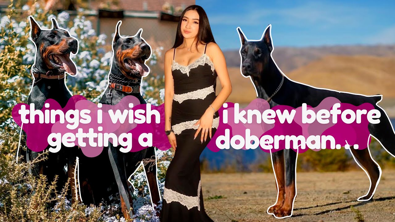 Five things to know before getting a Doberman Pinscher