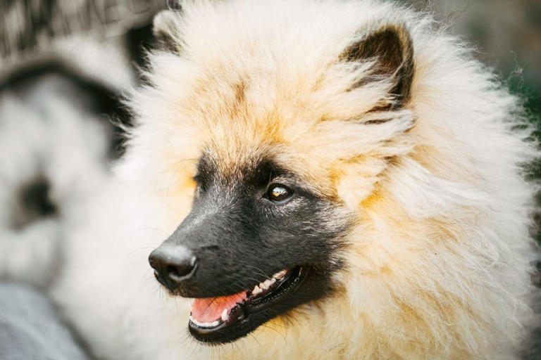 Top Medium Energy Dogs: Here are 10 breeds of adorable dog that offer ...