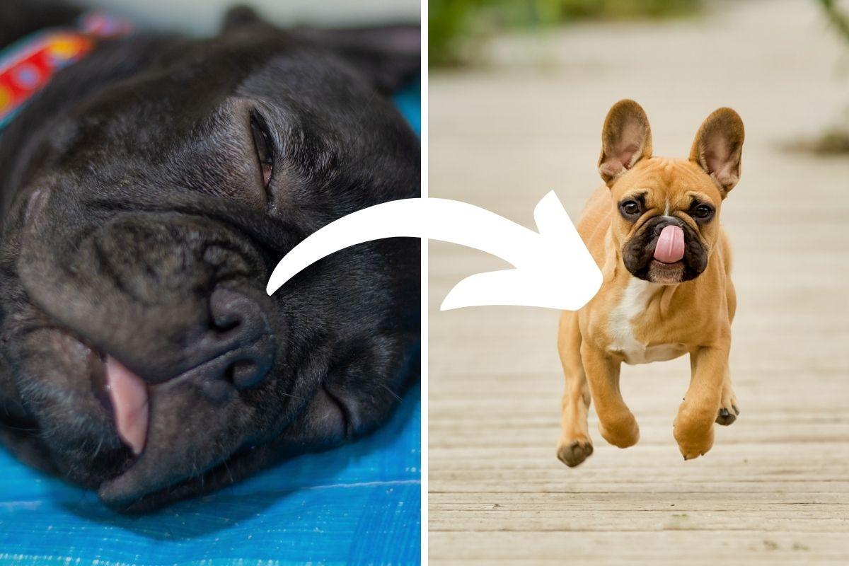 Best Medium Energy Dogs: Here are 10 breeds of adorable dogs that offer ...