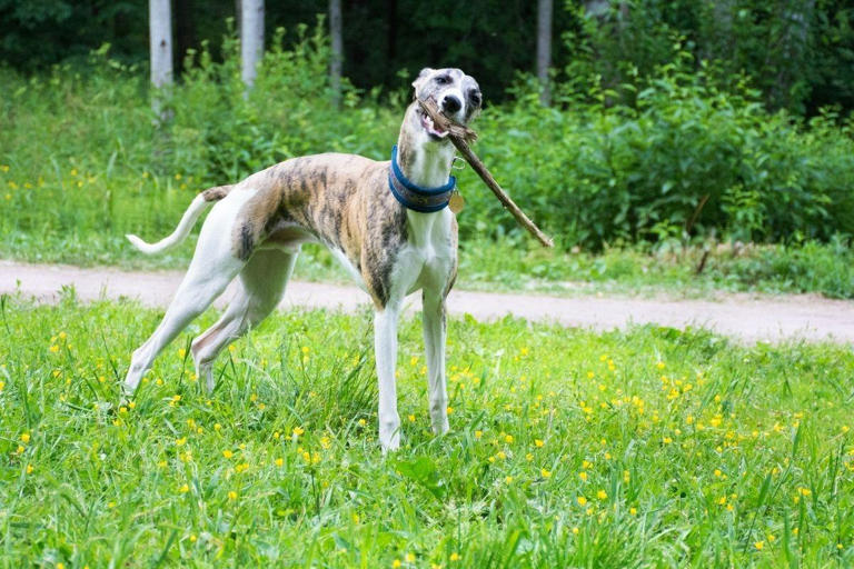 Best Medium Energy Dogs: Here are 10 breeds of adorable dogs that offer ...