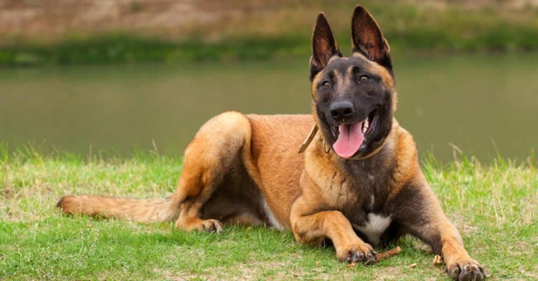 The 10 Best Search And Rescue Dog Breeds