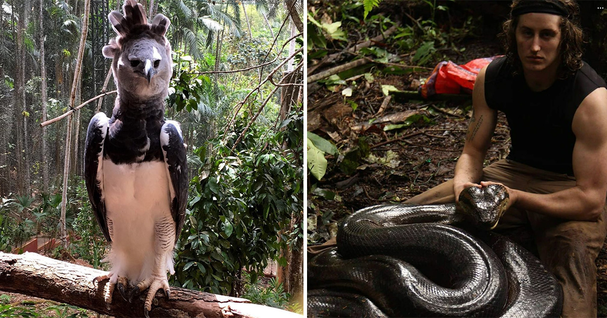 21 Reasons Why The Amazon Rainforest Is So Deadly