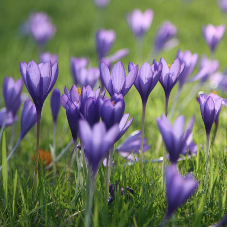 Do crocus bulbs multiply? Everything you need to know about how to get ...