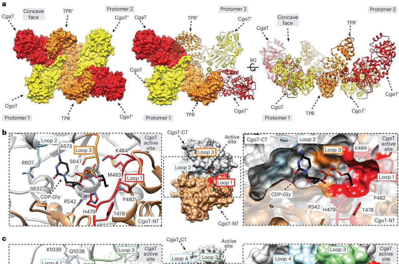 How bacteria attach their cloaks of invisibility to immune defenses How bacteria attach their cloaks of invisibility to immune defenses