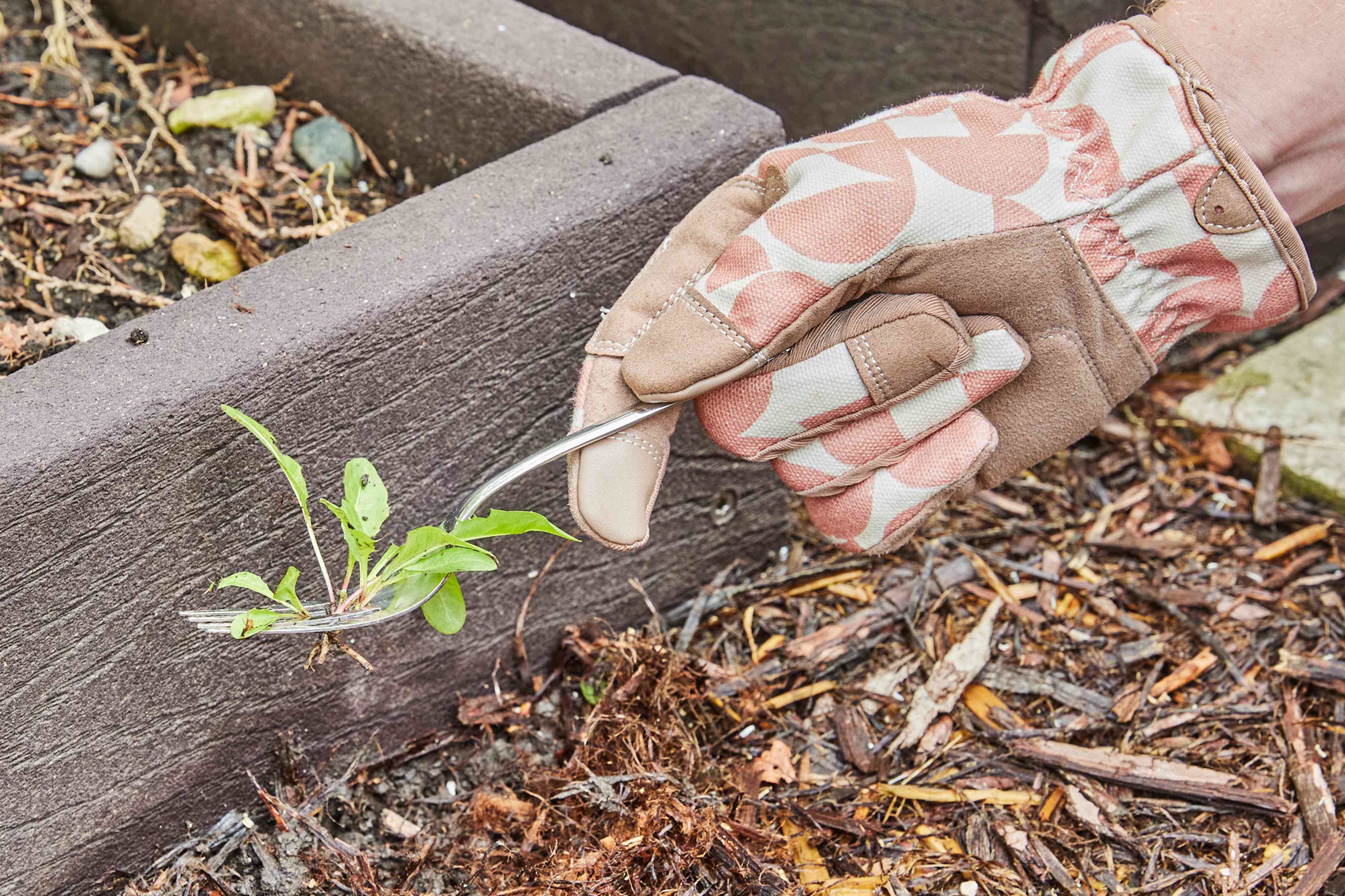 This simple kitchen tool helps pull weeds without damaging nearby ...
