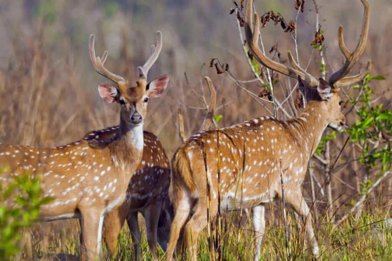 Meet the Axis Deer – The Invasive Species Now Roaming the U.S.