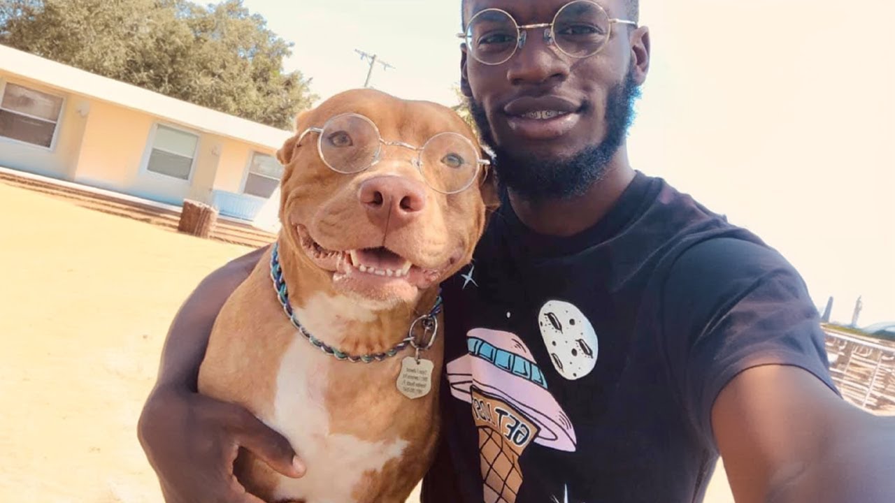 Dogs love to play with their humans all day