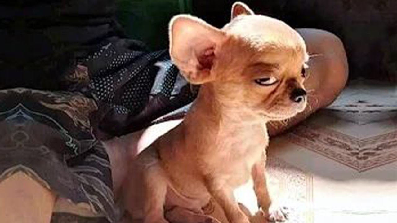 Dog shows you what a bad day looks like