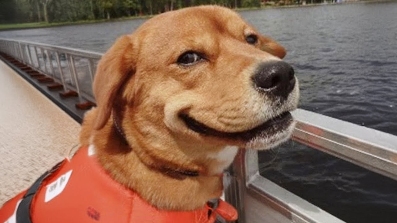 Funny Dog Videos Packed With Laughs and Joy