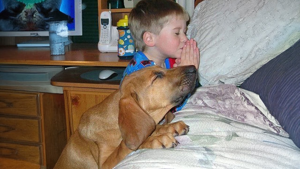 Dog wants to be treated like a human